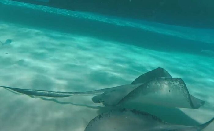 Notorious Animal Challenge – These Creatures Shaped History! – Do You ...